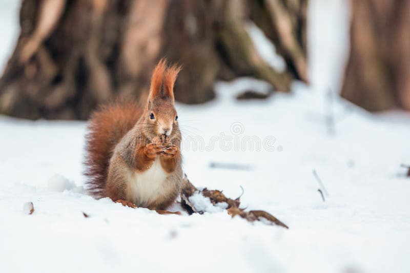 Small Animal Eurasian Red Squirrel (Sciurus Vulgaris) Sitting in the ...