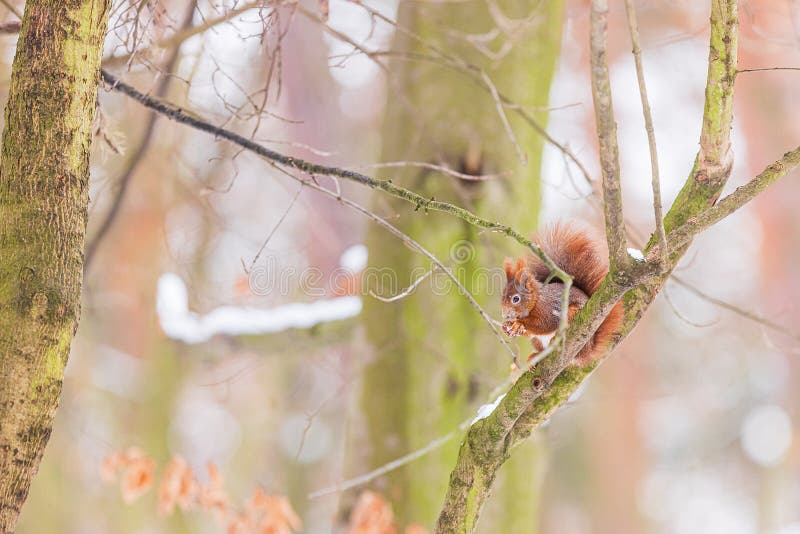 Small Animal Eurasian Red Squirrel Sciurus Vulgaris on Weak Branches ...