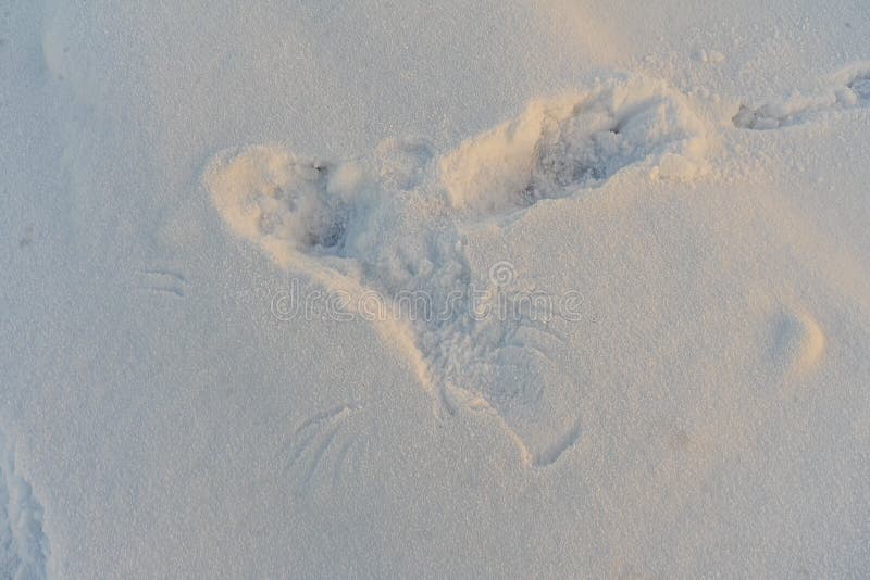 Small Animal Footprints in Snow Stock Photo - Image of prints, cold ...