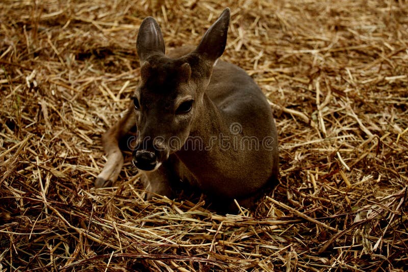 Small animal in hay stock image. Image of animal, cute - 65106953