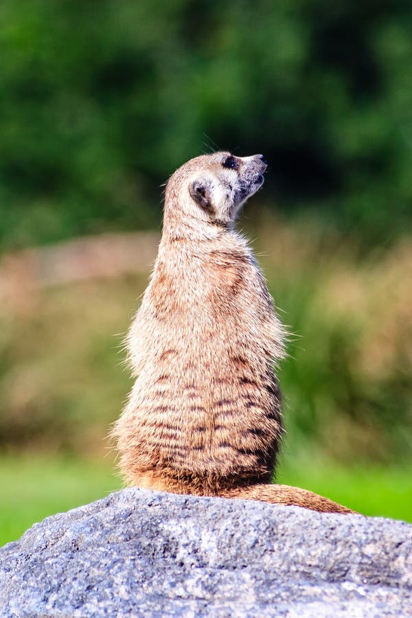 A Small Animal with a Long Tail is Sitting on a Rock Stock Image ...