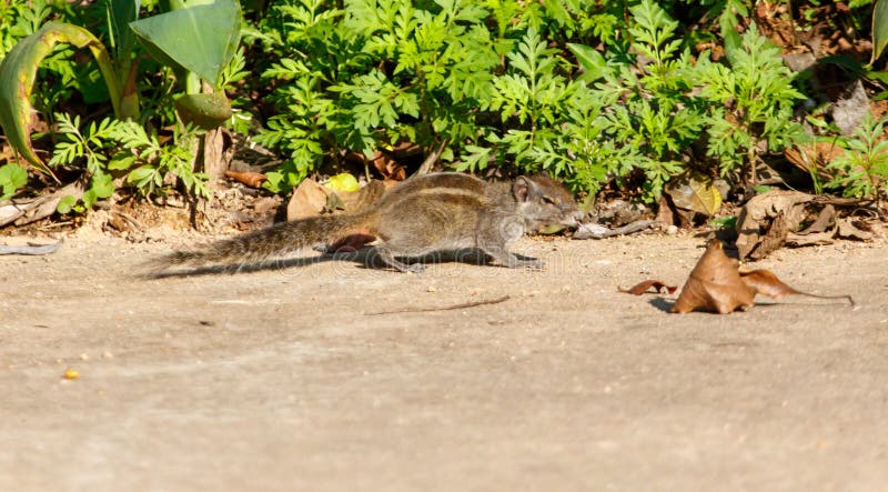 A Small Animal with a Long Tail is Walking on the Ground Stock Photo ...