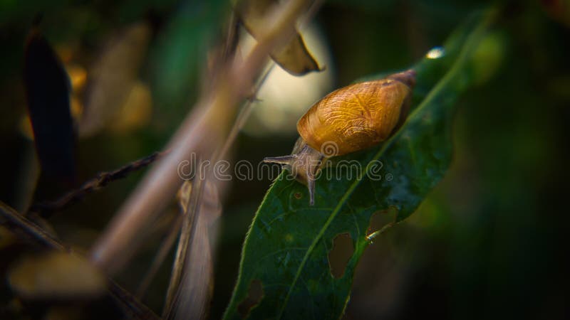 SNAIL stock photo. Image of jungle, countryside, autumn - 269565644