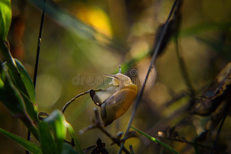 SNAIL stock image. Image of weather, wildlife, summer - 269565673
