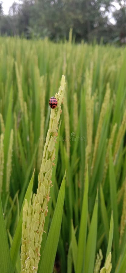 Small Animal Perched on Rice Plant Stock Photo - Image of perched, rice ...