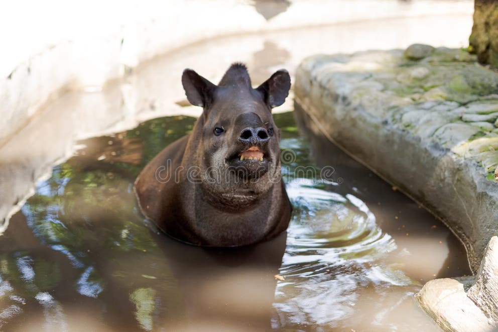 Small Animal is in a Pool of Water Stock Image - Image of mouth ...