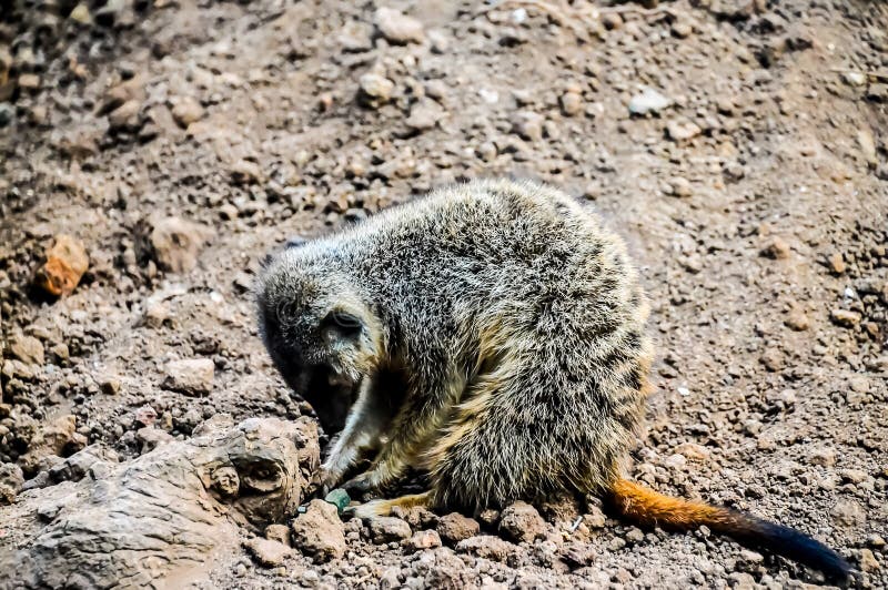 A Small Animal is Sitting on the Ground, Looking Down Stock Photo ...