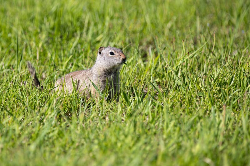 A Small Animal is Standing in a Field of Grass Stock Photo - Image of ...