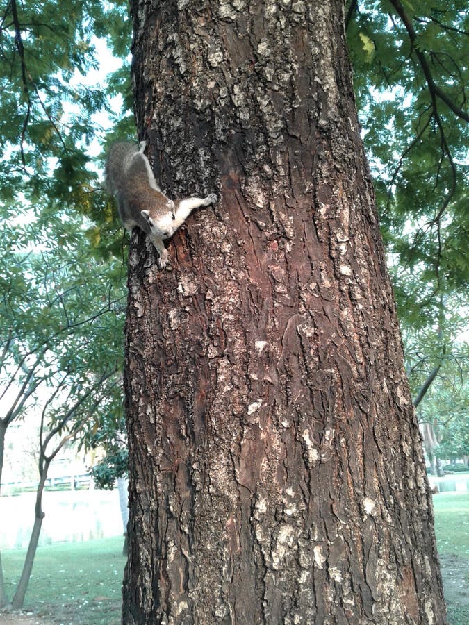 Squirrel Climb on the Tree. Stock Image - Image of animals, cute: 110089081