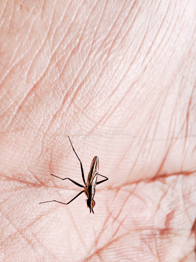 Small Animals in Hand Using a Micro Camera Stock Image - Image of micro ...