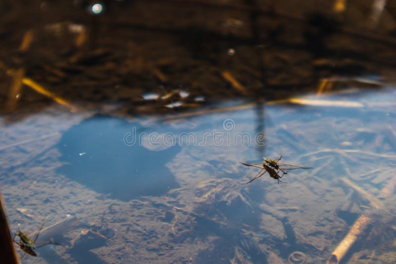 Small Animals in the Puddle Stock Photo - Image of background, material ...