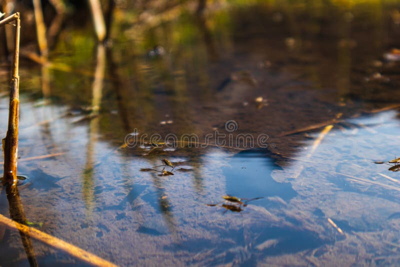 Small Animals in the Puddle Stock Photo - Image of colour, autumn ...