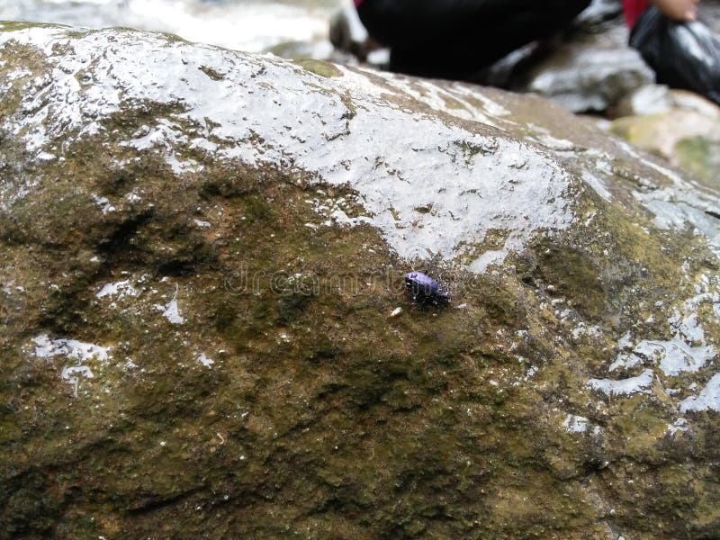 Small Animals on the Rocks Around the River Stock Image - Image of rock ...