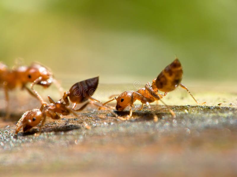 Small ANT Picture. Image: 8327181