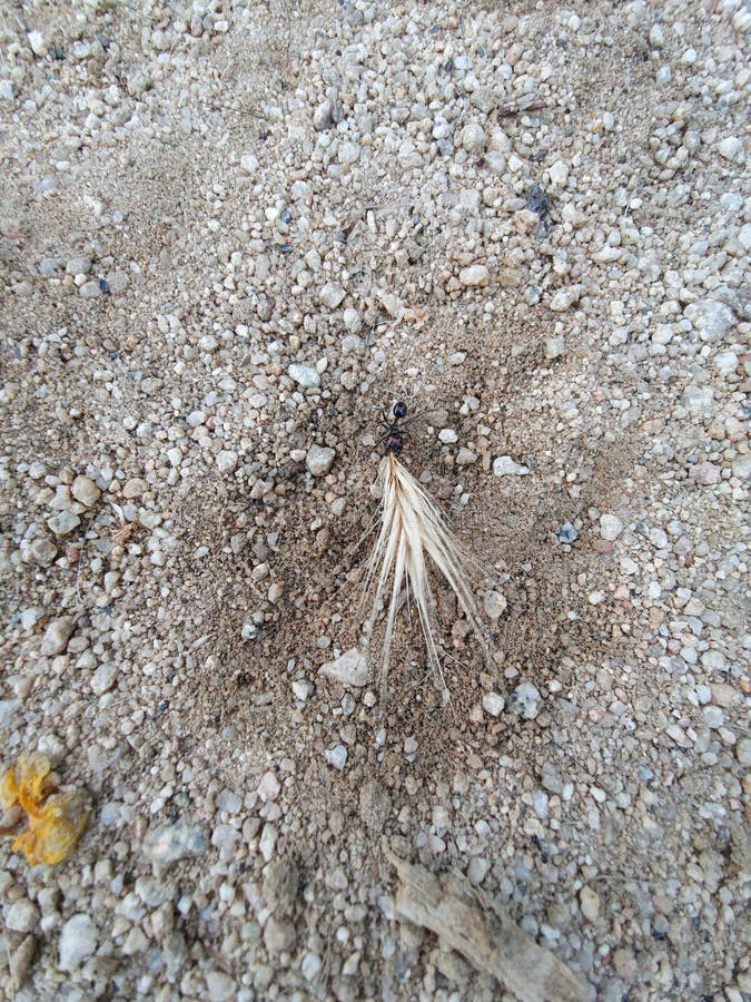 Small Ant with a Big Power! Stock Image - Image of name, baby: 260748421