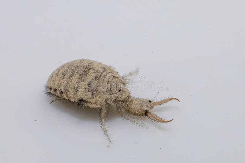 A small ant-lion larvae stock image. Image of antlions - 208722943
