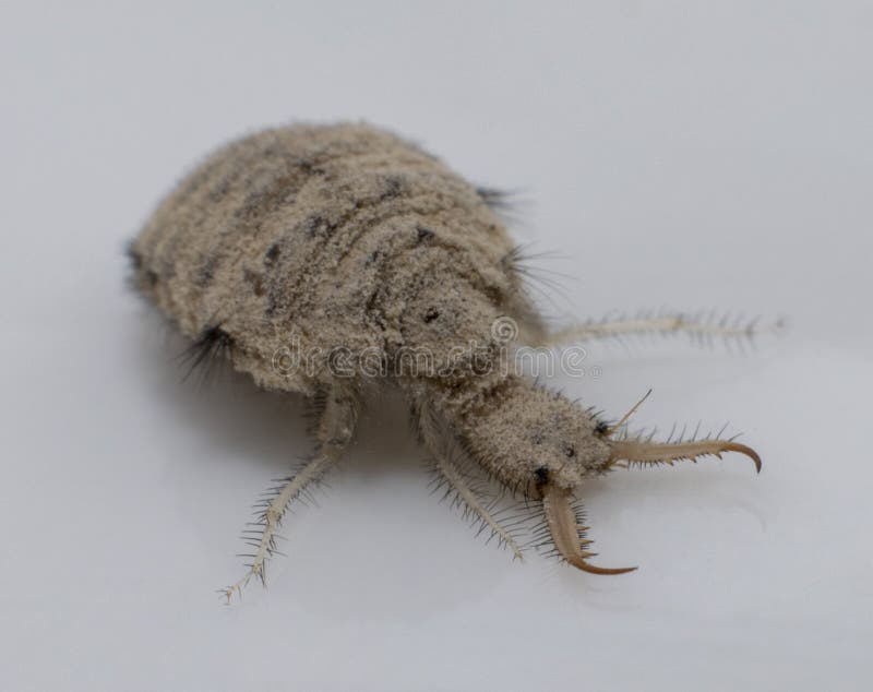 A small ant-lion larvae stock image. Image of antlions - 208722957