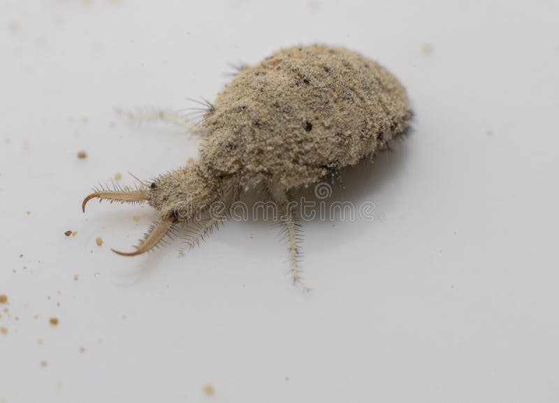 A small ant-lion larvae stock photo. Image of invertebrate - 208722980