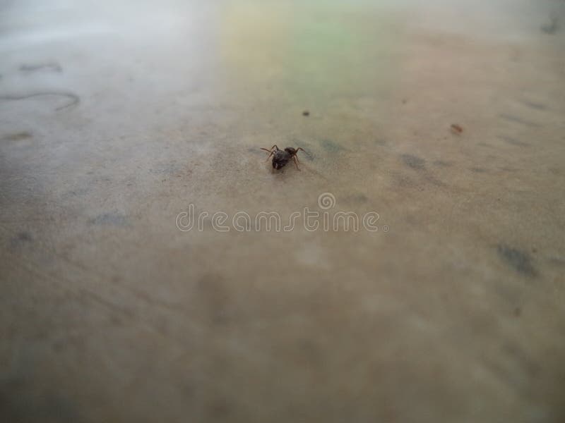Small Ant Photo on Skin Colour Tile with Clear Background Editorial ...