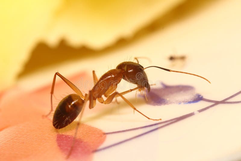 Small ant stock image. Image of nature, antenna, animals - 55909727