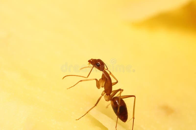 Small ant stock image. Image of wood, wildlife, black - 55910597