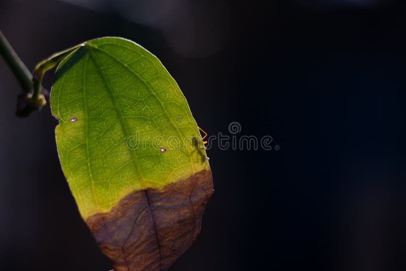 Small Ant and Shadow on Green Leaf Stock Photo - Image of black ...