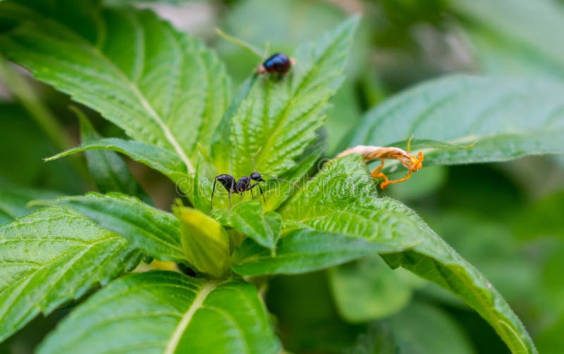 A Small Ant Standing on Fresh Leaves Stock Image - Image of standing ...