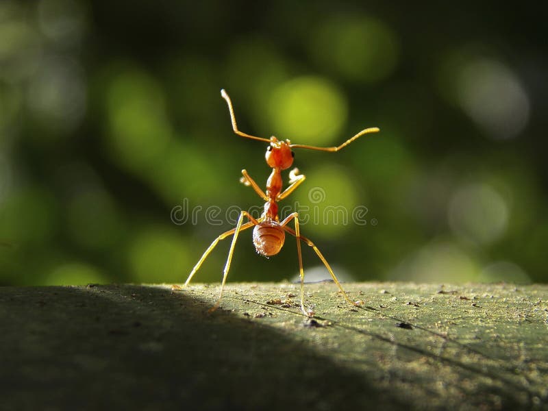 Small Ant Standing on the Tree. Stock Image - Image of insect, bokeh ...