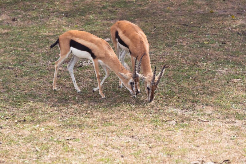 Small Antelopes on a Country Safari Farm Stock Image - Image of horns ...