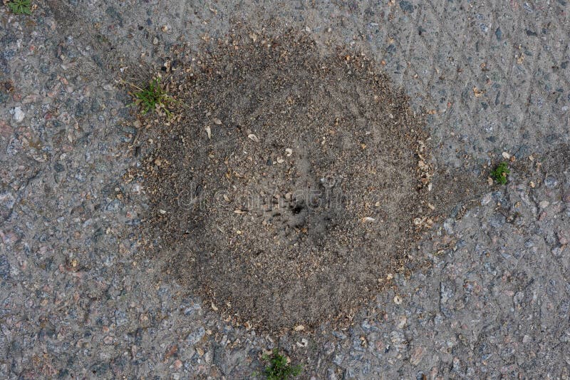 Pavement Ants Anthill stock photo. Image of bugs, colony - 59955910