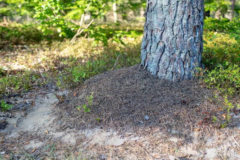 A Small Anthill in the Deciduous Forest. a Mound in Which Ants L Stock ...