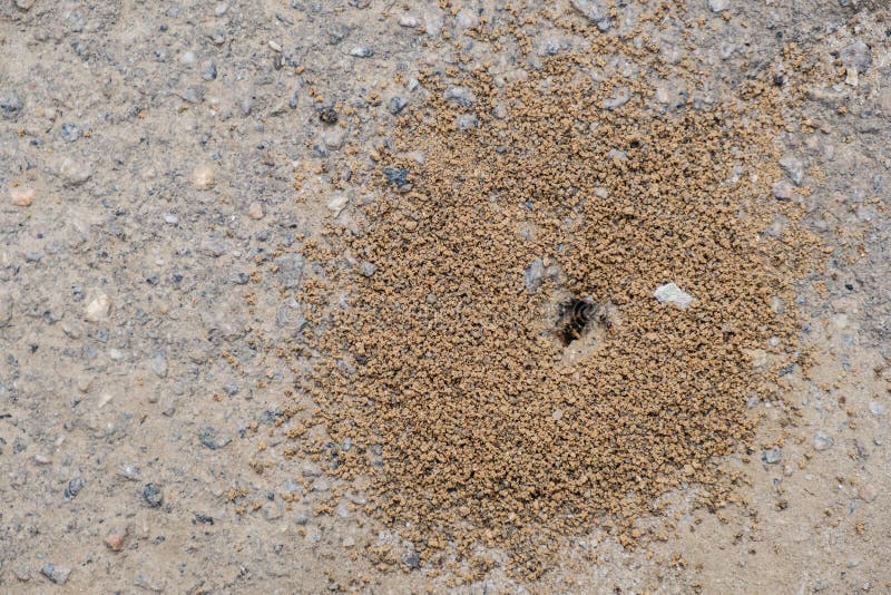 Small anthill in earth. stock image. Image of insect - 118640113
