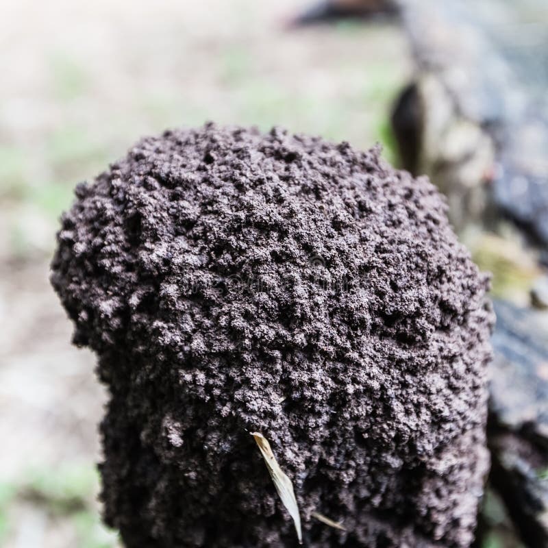 Small Anthill Made by Ants on the Sidewalk Stock Image - Image of sand ...