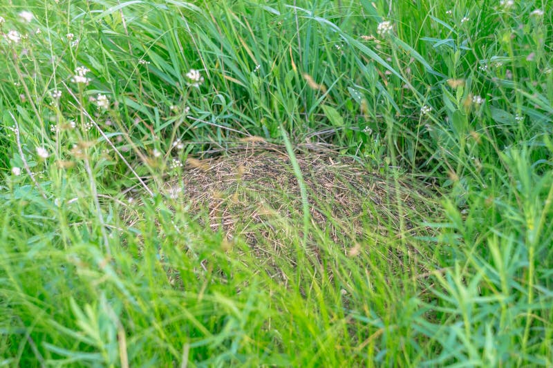A Small Anthill in the Grass. Stock Photo - Image of animal, close ...