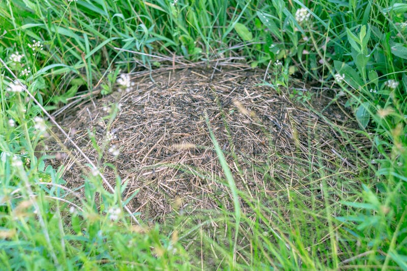 A Small Anthill in the Grass. Stock Image - Image of colony, community ...
