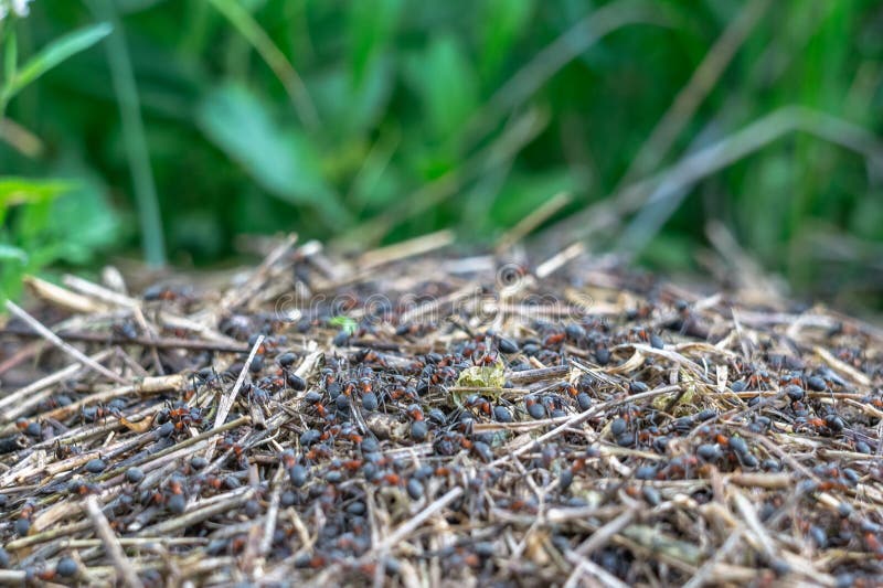 A Small Anthill in the Grass. Stock Image - Image of biology, forest ...