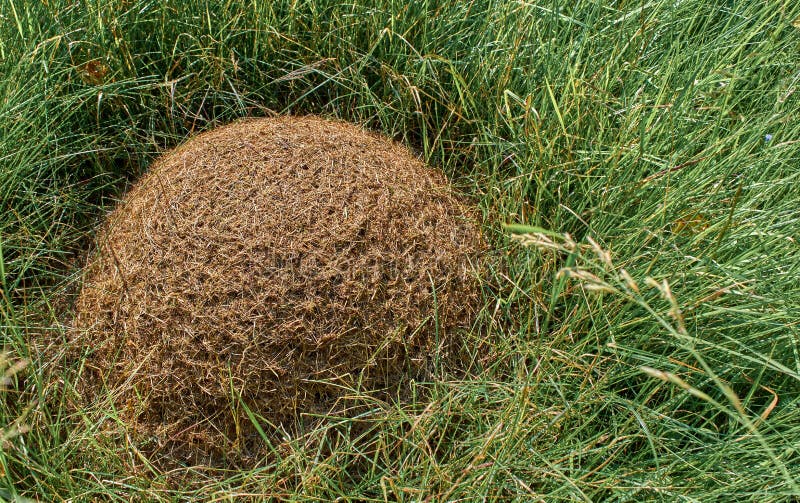 A Small Anthill in the Grass. Stock Image - Image of green, black: 95146033