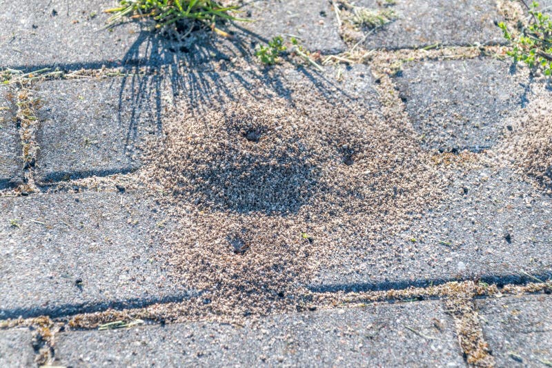 Small Anthill Made by Ants on the Sidewalk Stock Image - Image of sand ...