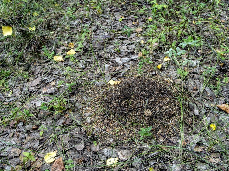 Small Anthill in a Mixed Forest among Trees, it is Not yet One Year Old ...