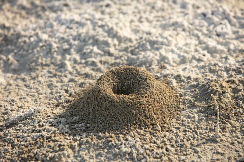 Sand anthill stock photo. Image of magnification, grained - 24367830