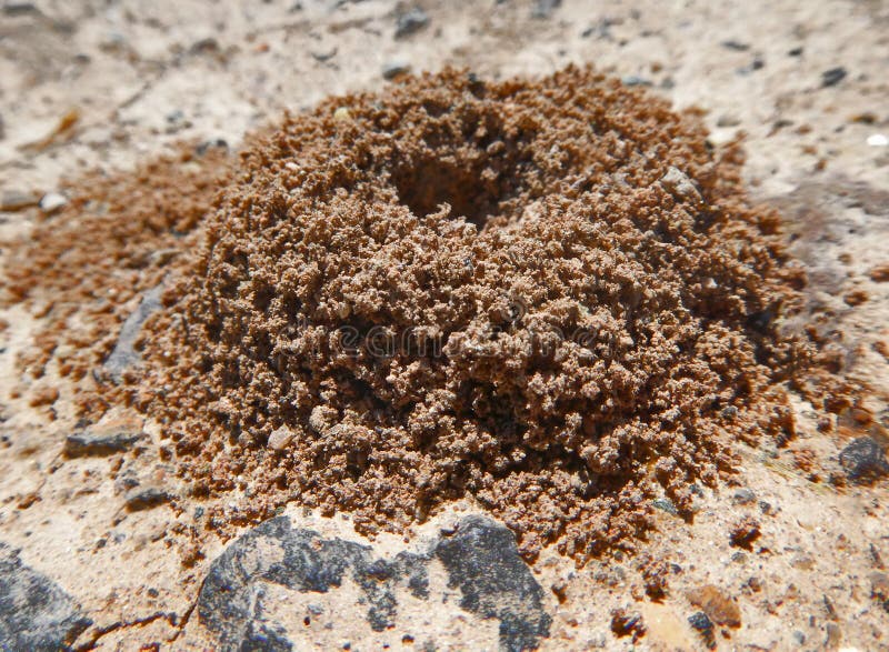 Small anthill stock photo. Image of heap, cutter, anthil - 121607340