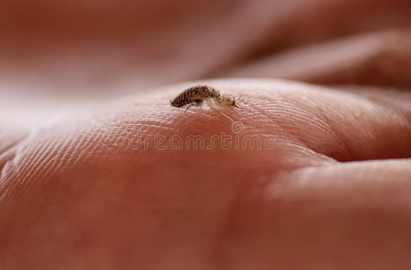 Small Antlion Larvae on Palm of Hand Stock Photo - Image of creature ...