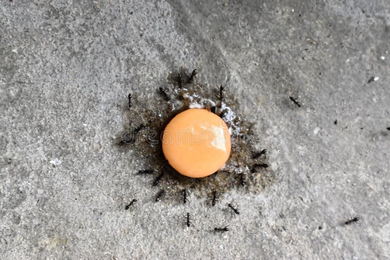 Small Ants Eating Sweet Candy. Concept of Teamwork Stock Photo - Image ...