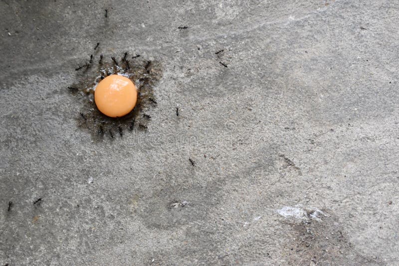 Small Ants Eating Sweet Candy. Concept of Teamwork Stock Photo - Image ...