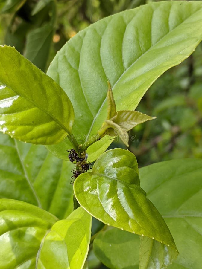 Small Ants in the Gap between the Leaves Stock Image - Image of leaf ...