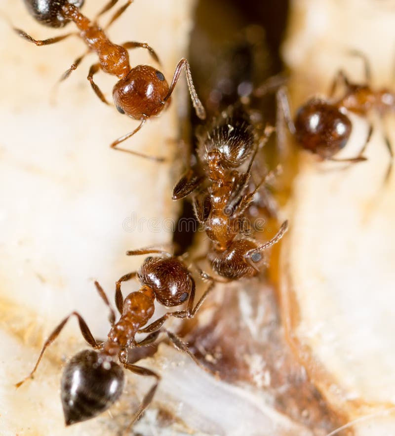 Small Ants in Nature. Macro Stock Photo - Image of ants, insect: 101282784