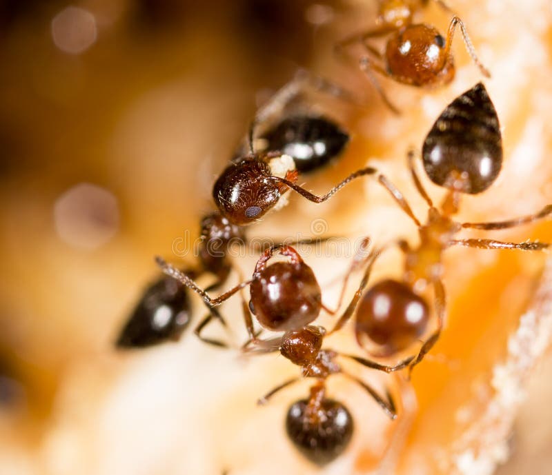 Small Ants in Nature. Macro Stock Photo - Image of formicidae, working ...