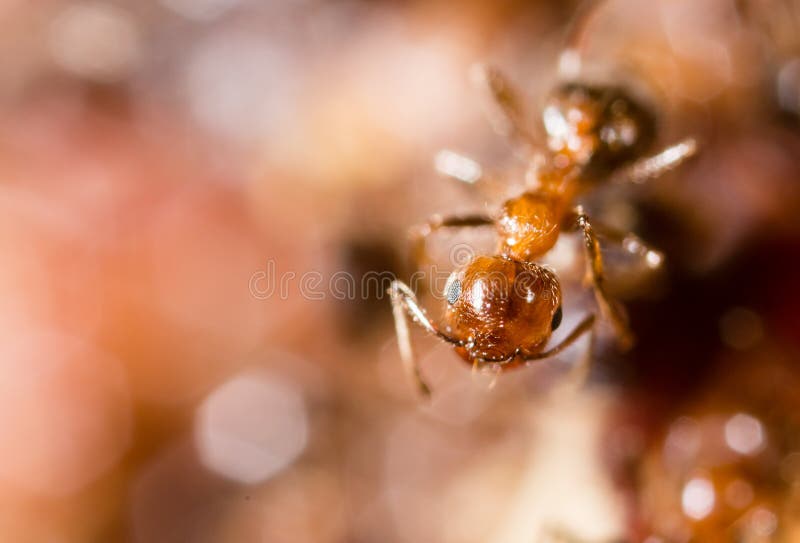 Small Ants in Nature. Macro Stock Photo - Image of animal, nature ...