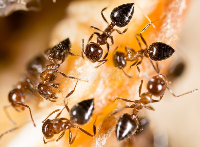 Small Ants in Nature. Macro Stock Photo - Image of wildlife, animal ...