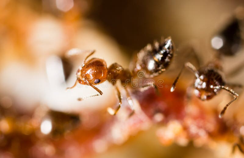 Small Ants in Nature. Macro Stock Photo - Image of macro, worker: 103532820